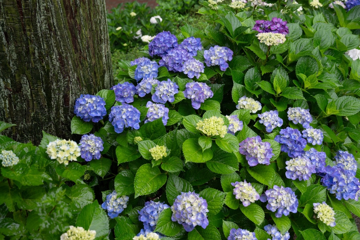 "수국의 계절 경기도 명소를 놓칠 순 없지"... 6월에 꼭 가볼만한 경기도 수국 여행지 4곳