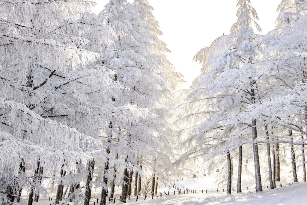 "눈 내리니 온 세상이 포토존이네"... 한파에 붐비는 '설경 명소' 2곳